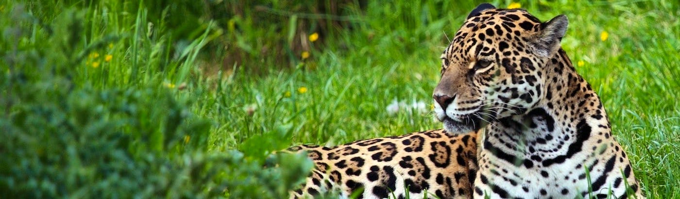 Jaguar Conservation Volunteering | Top 10 Projects 2020 | Volunteer World