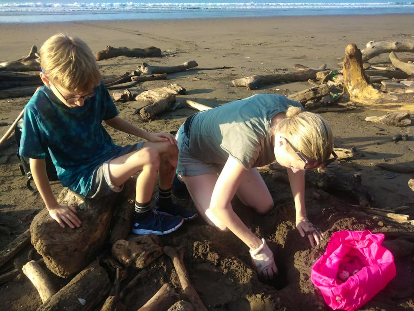 Tambor Bay Olive Ridley Sea Turtle Conservation | Voluntariado en Costa ...