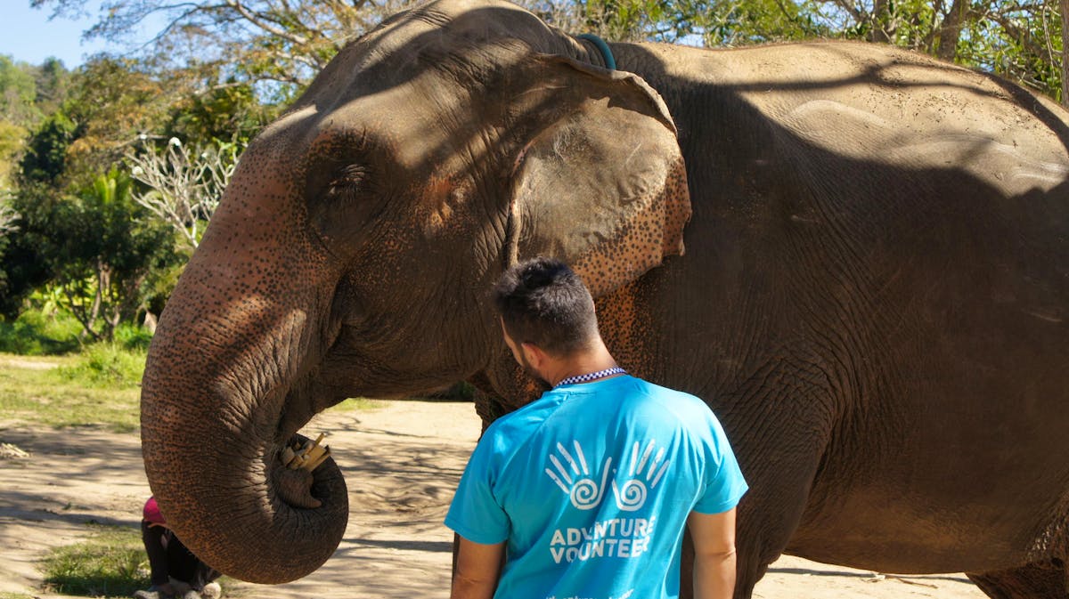 Elephant Care and Protection Supporter | Volunteer in Thailand 2025