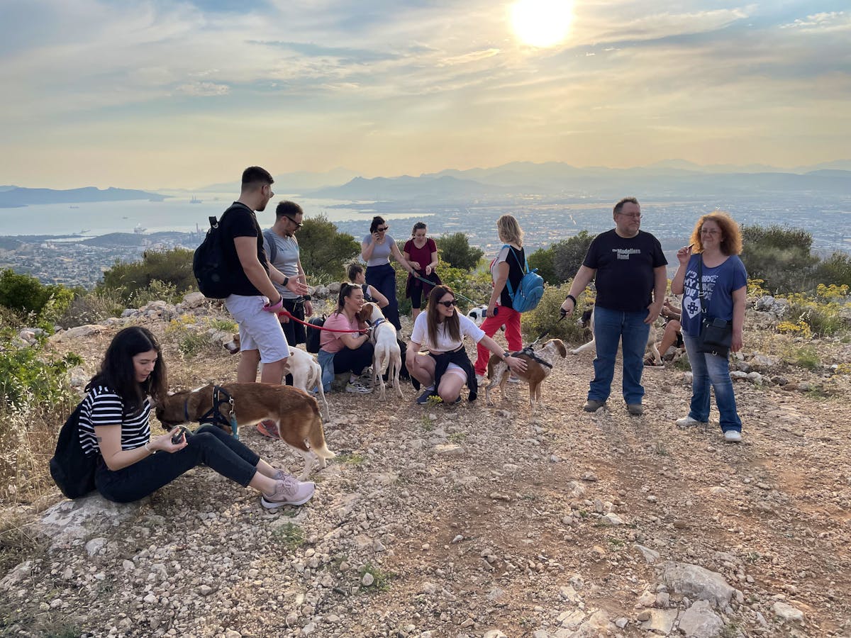 Animal Shelter Assistance | Volunteer in Greece 2025