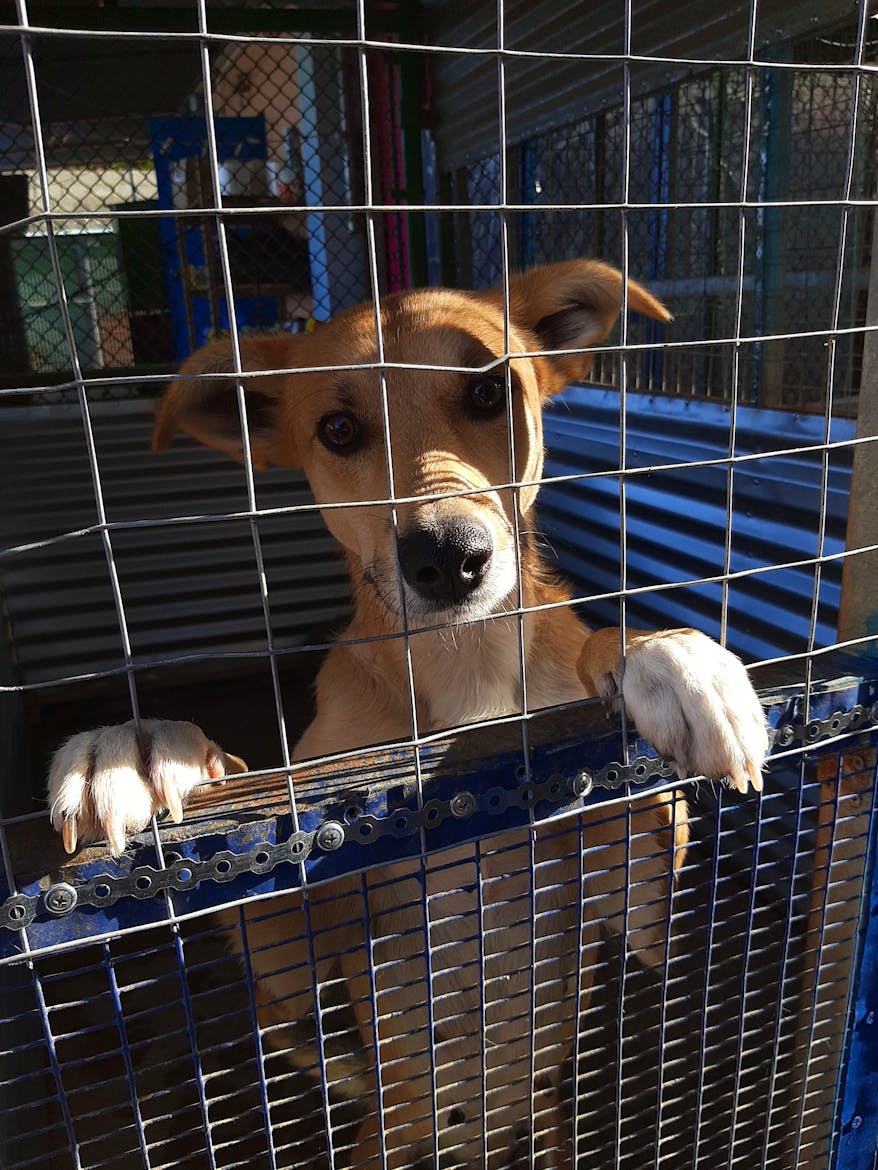 Assistant for an Animal Shelter | Volunteer in Greece 2025