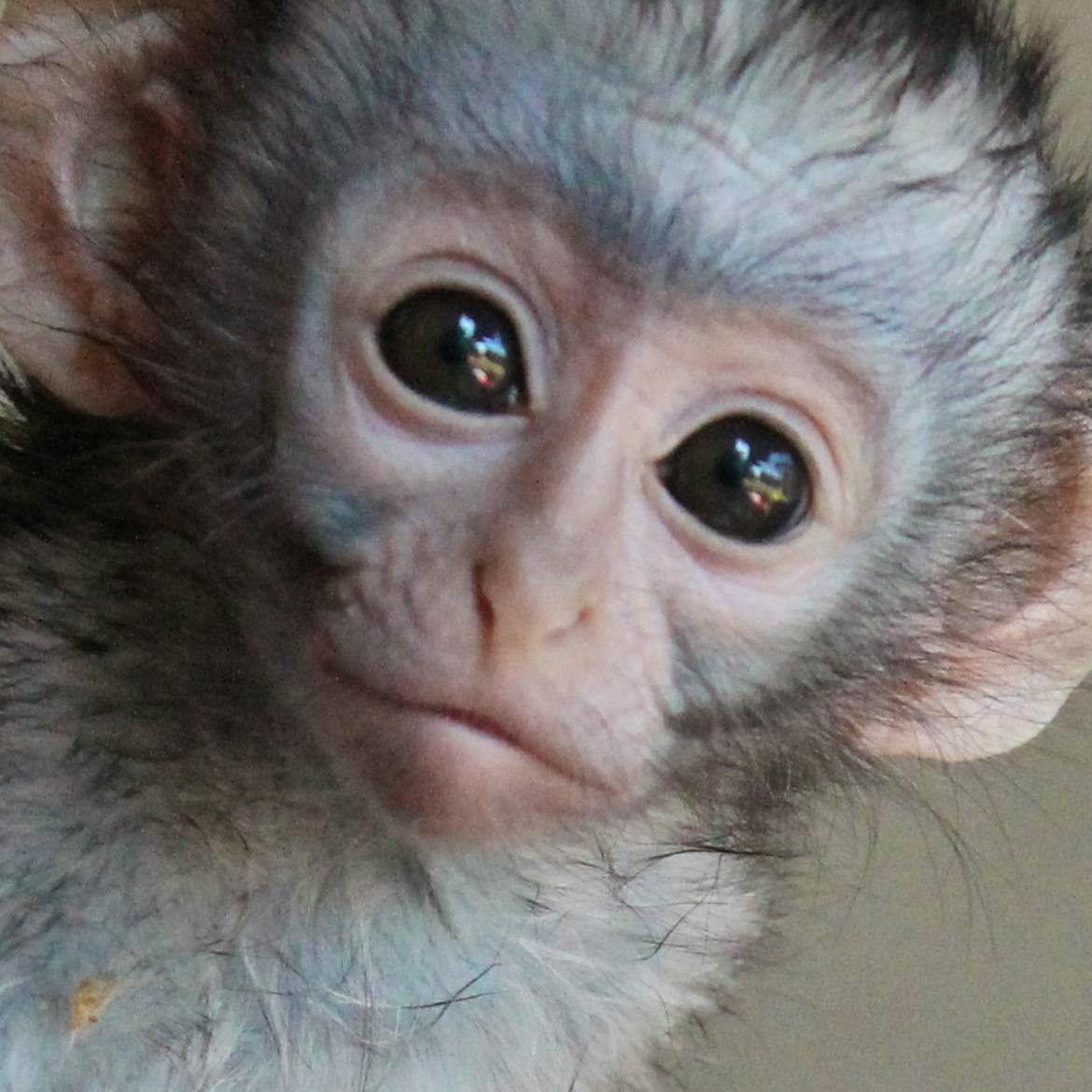 Vervet Monkey Rescue & Rehabilitation | Volunteer in South Africa 2025