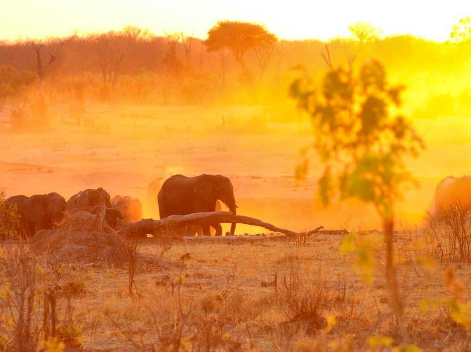 Wildlife Conservation with Horses | Volunteer in Zimbabwe 2025