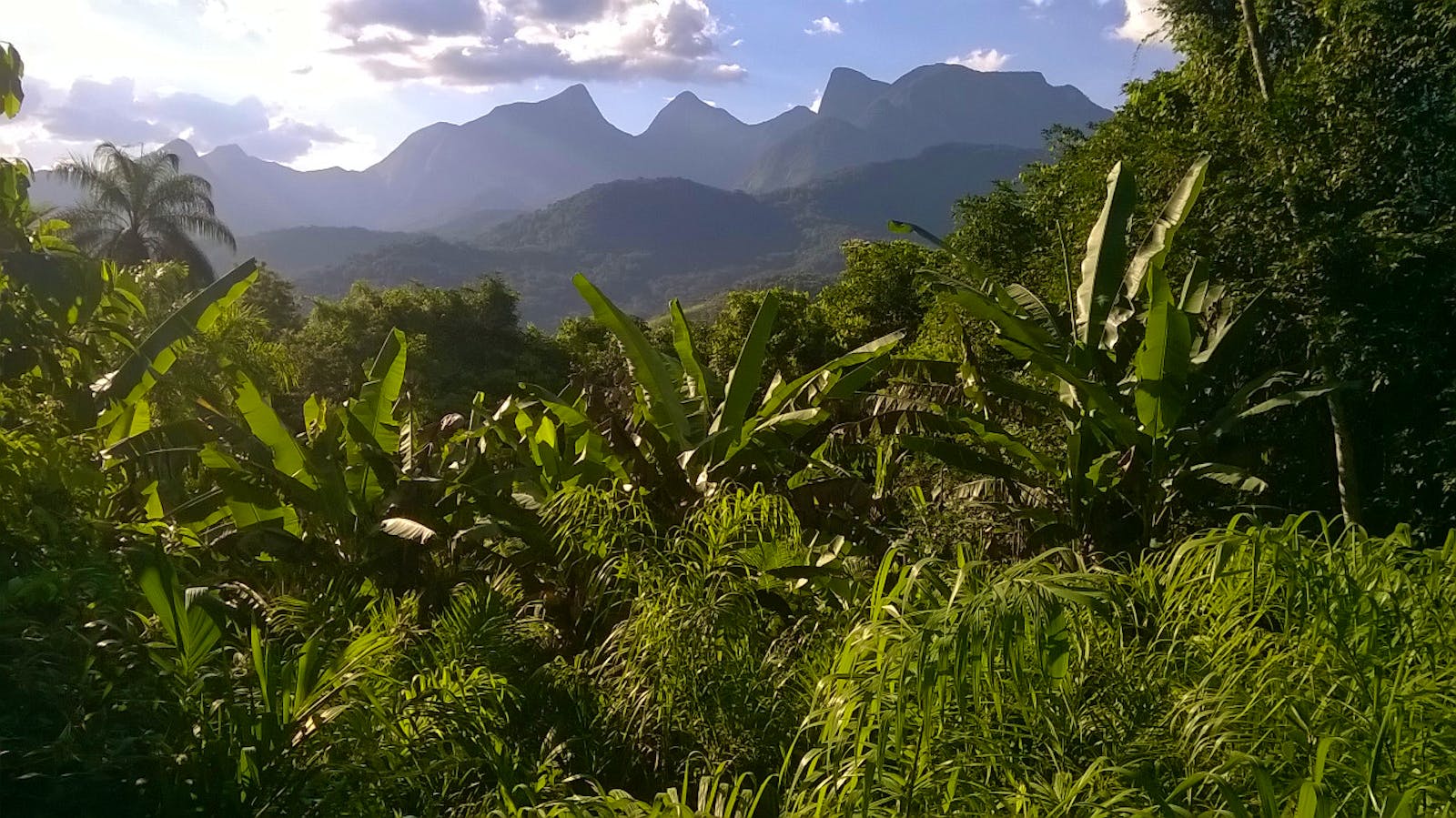 Agroforestry Assistant | Volunteer in Brazil 2025