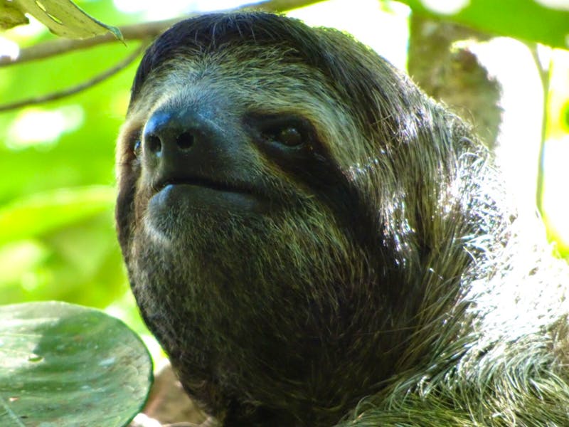 Sloth Monitoring and Turtle Conservation | Volunteer in Costa Rica 2025