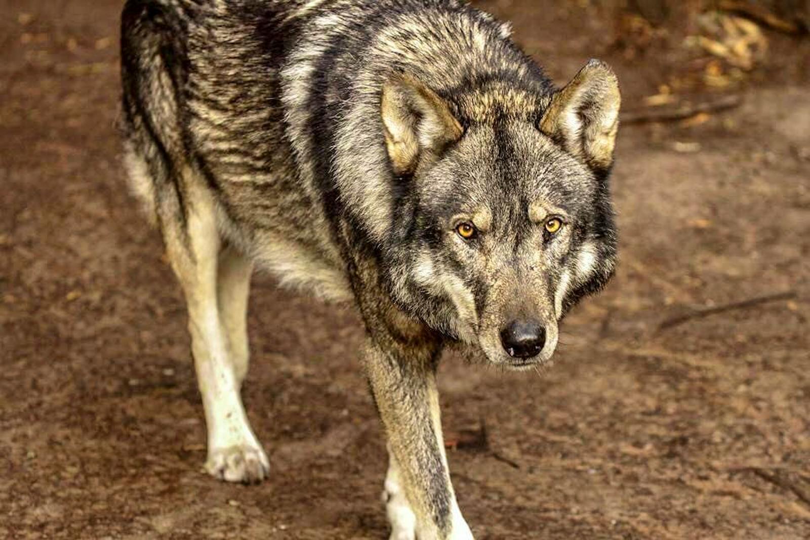 Wolf, Wolfdog and Husky Sanctuary Helper | Volunteer in South Africa 2025