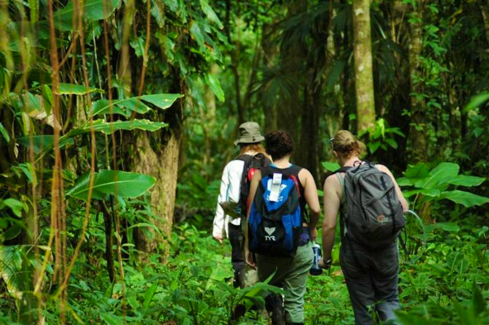 Rainforest Exploration & Biodiversity | Volunteer in Costa Rica 2025