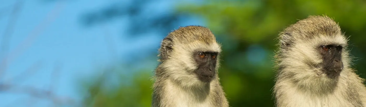 Bénévolat avec primates | Les 10 meilleurs projets en 2020