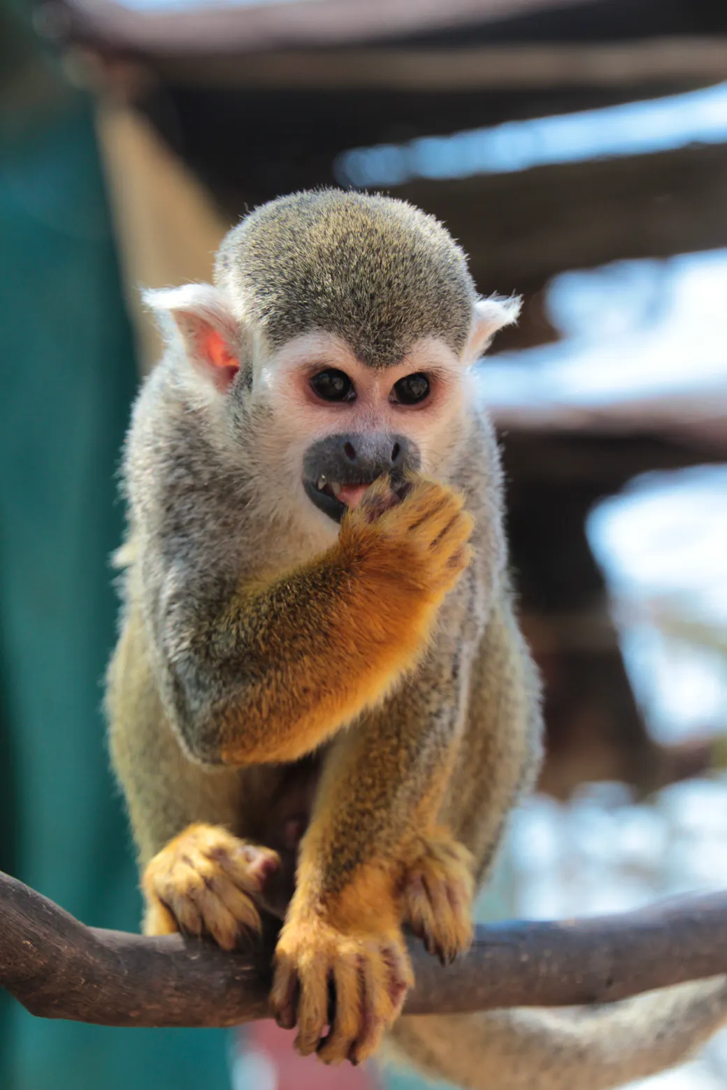 Primate Behaviour Internship | Volunteer in South Africa 2025